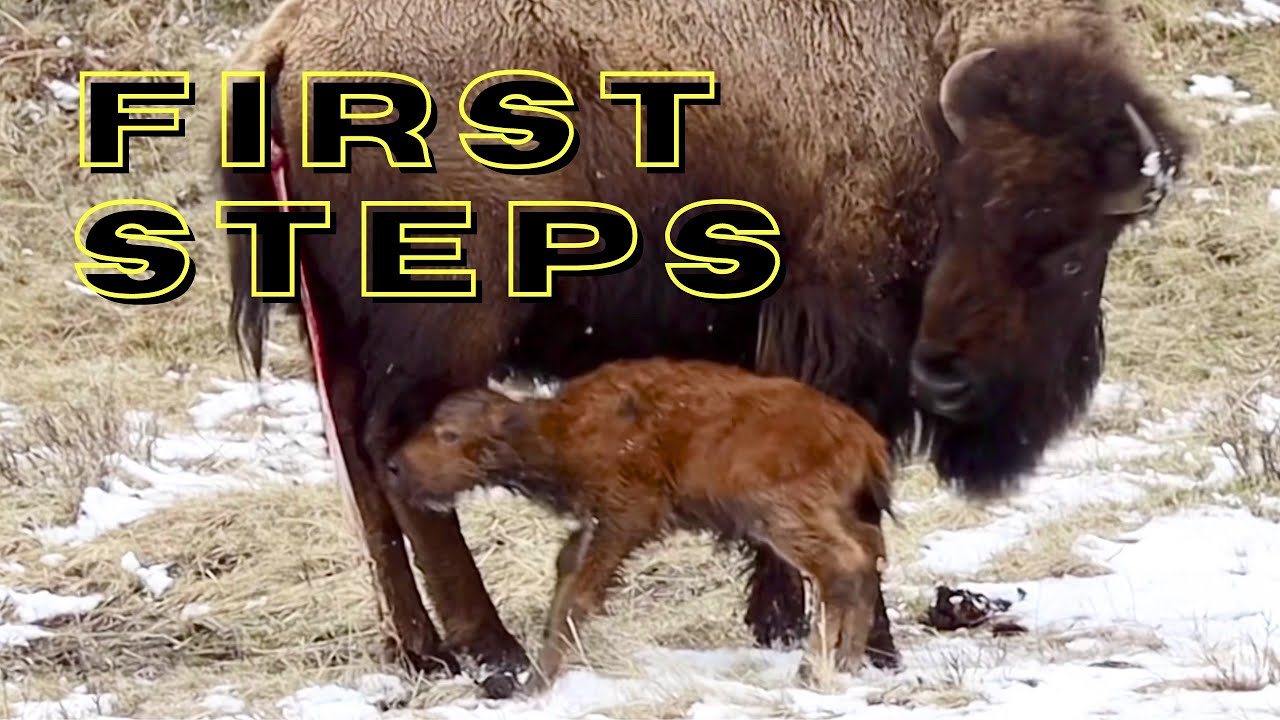 Newborn Bison Stands for the First Time - YouTube