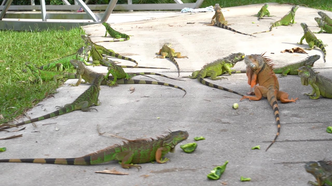 Massive Mess of iguanas come out to Feed! Miami Commissioner Offers to ...