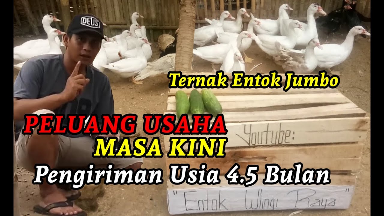 TERNAK ENTOK JUMBO PELUANG USAHA MASA KINI || PENGIRIMAN ENTOK USIA 4.5 ...