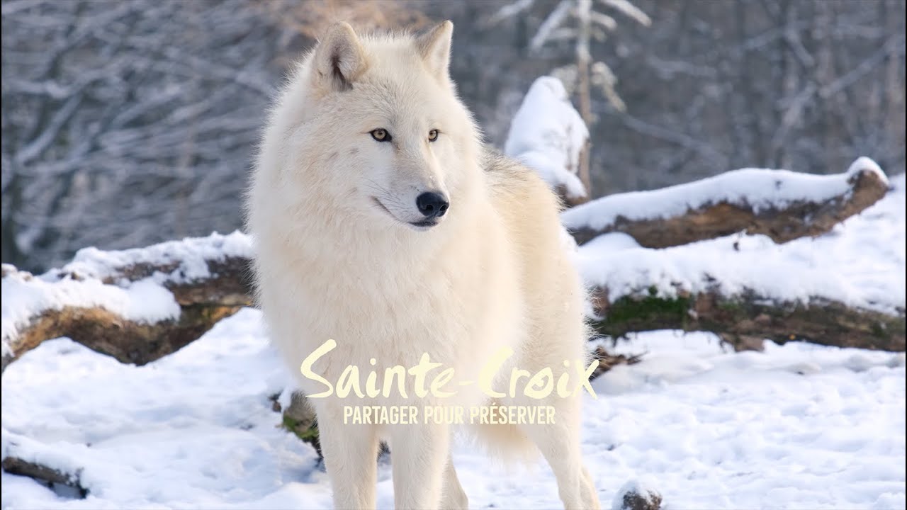 Nouvelle meute de loups blancs arctiques ! - YouTube
