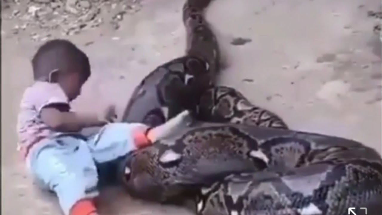 Biggest Python Snake 2023 - Big Python Snake - Big Python #python #snake @Vichitra4u - YouTube