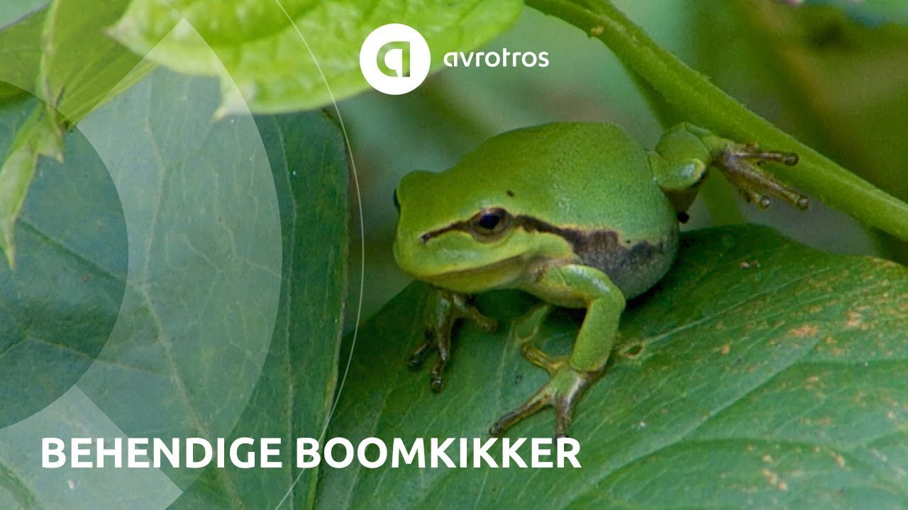 Wild in Nederland: Behendige Boomkikker - YouTube