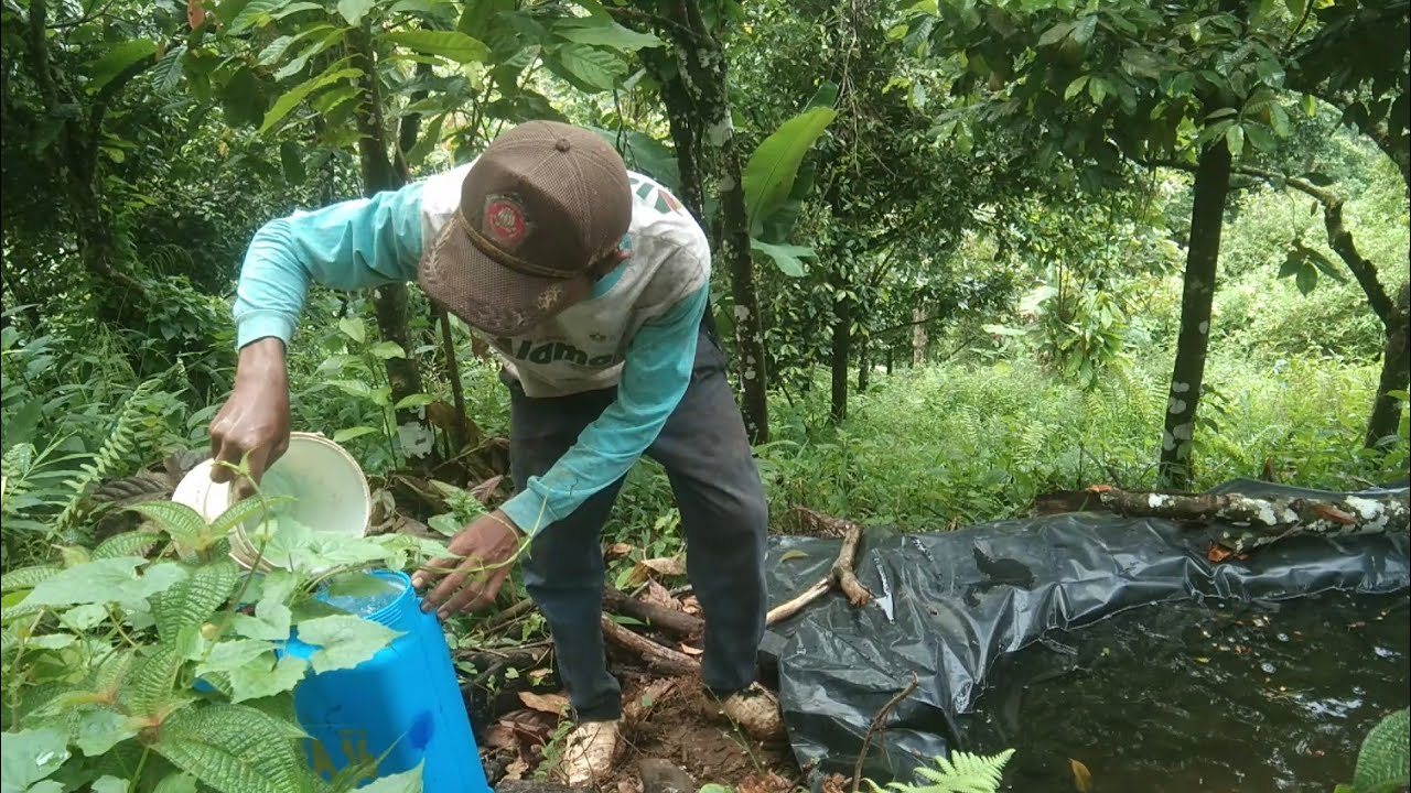 spray hama sudah mulai satu minggu sekali - YouTube