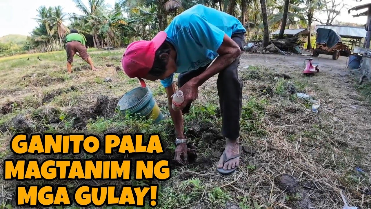 UPO AT KALABASA NAMAN ANG ITATANIM NG MGA TATAY! 😱 - YouTube