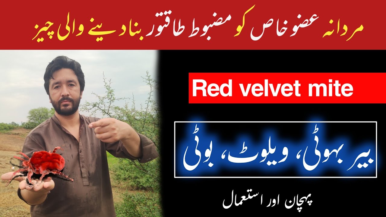 Beer boti ka tel | Red velvet benefits in urdu | Ber boti nikalne ka ...