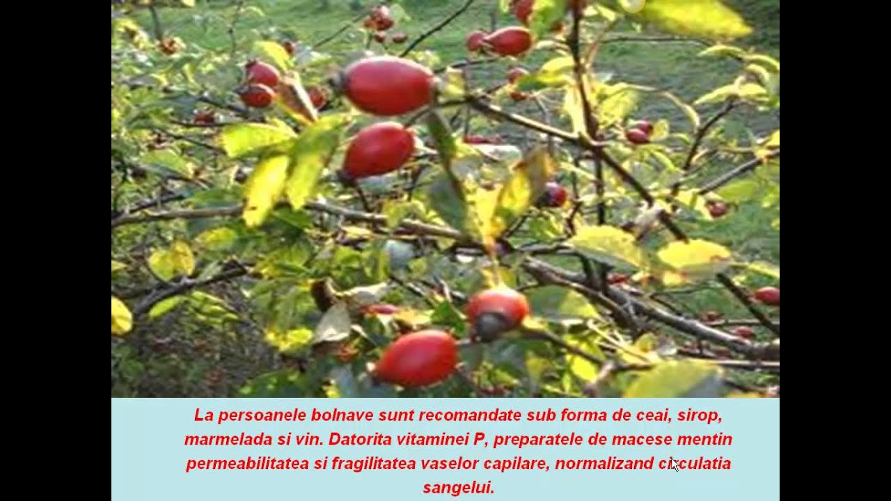 Macesul - Trandafirul sanatatii.mp4 - YouTube