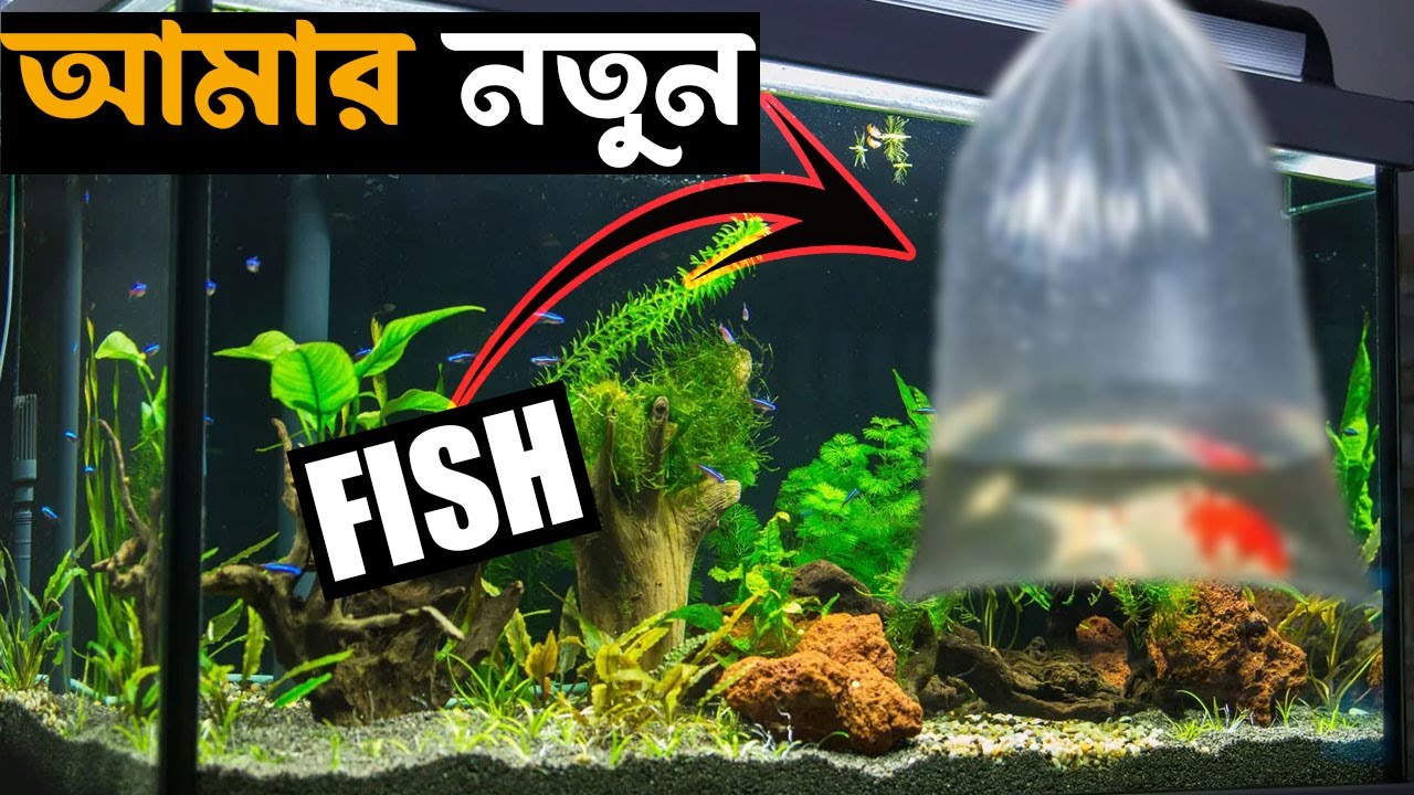 পুরাতন মাছ দিয়ে নতুন মাছ নিলাম || MY NEW FISH SHOPPING FOR THIS WINTER ...