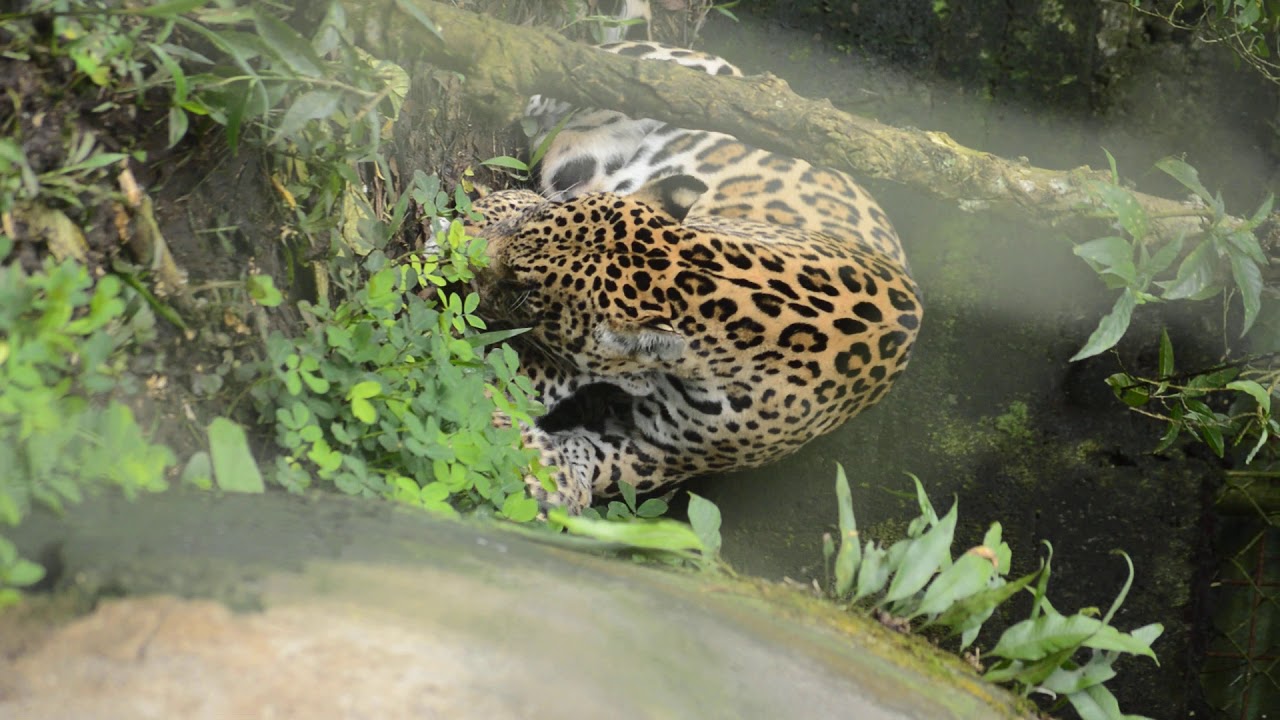 Mama Jaguar en Los Jaguares Rescue Center - YouTube