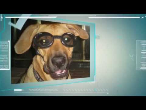 Meet the Search Dogs - YouTube