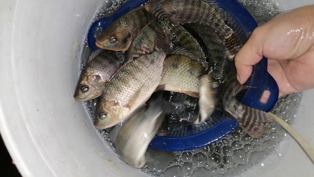 Biofloc catfish harvesting. Part-2. 14-2-2020 - YouTube