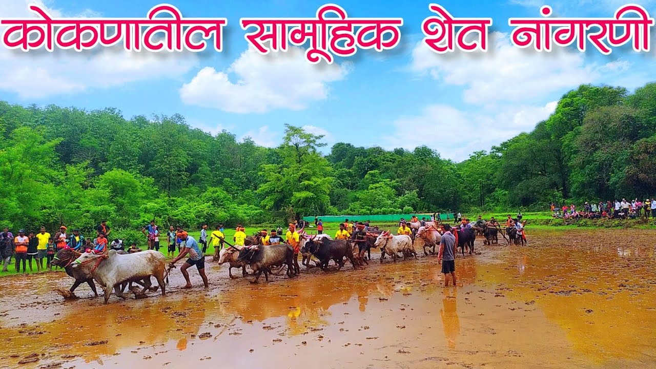 स्पर्धा सुरू करायचा आधी बैलजोड्या एकत्रित येऊन शेत कसे नांगरतात बघा.. | शेतकरी | कोकण | SOHAM ...