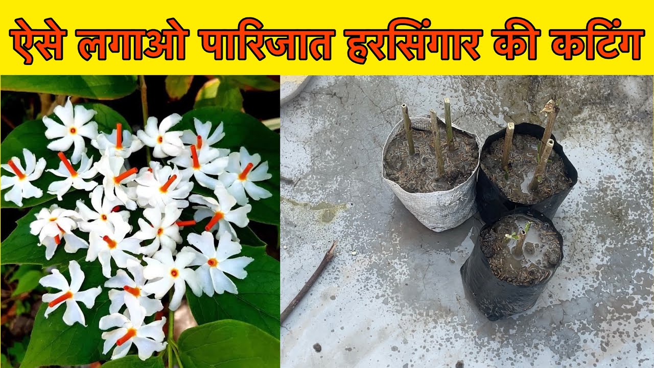 How to Grow Harsingar Plants from Cuttings (Step-by-Step Guide) - YouTube