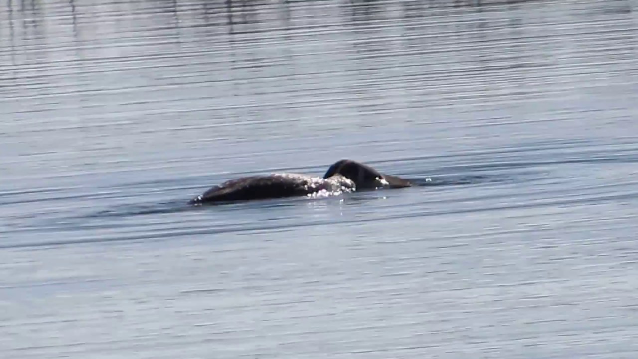 Common Loon Eating Fish - YouTube