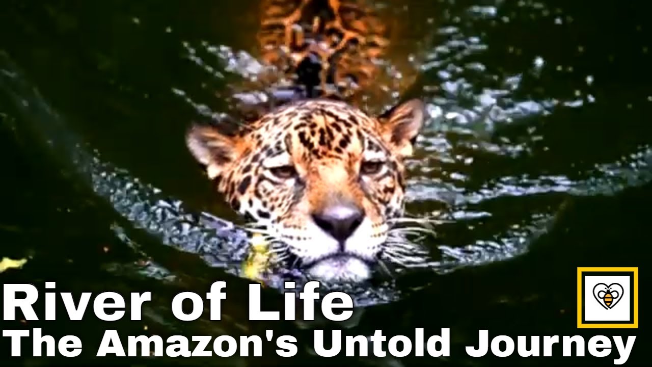 River of Life: The Amazon's Untold Journey - YouTube