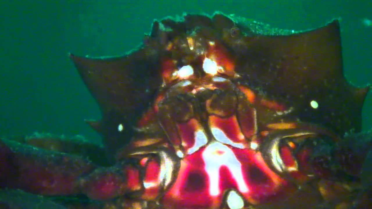 Scuba Diving 3 Tree Point in Des Moines, WA - YouTube