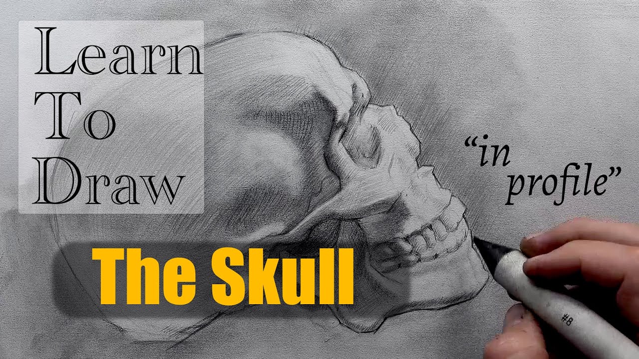Learn to Draw the Skull in Various Angles- "The Profile" - YouTube