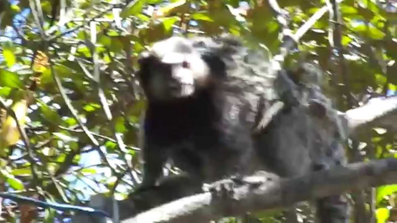Mother Miniature Marmoset & Babies - YouTube