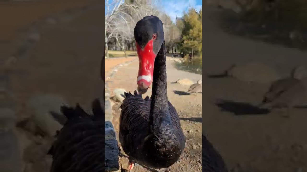 29 Minutes of Black Swans Baby Cygnets and water birds - YouTube
