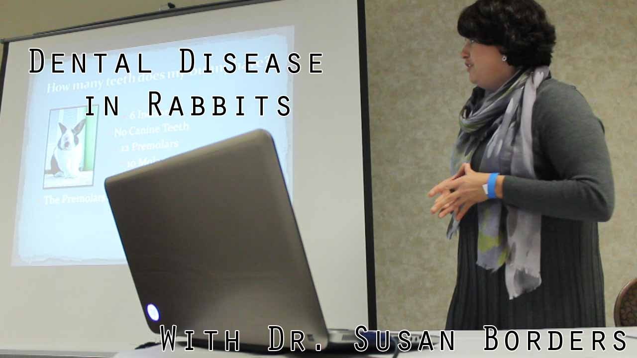 Dr Susan Borders Talks About Dental Disease in Rabbits - YouTube