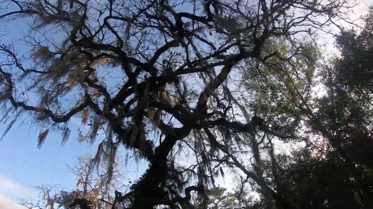 After Root Raking Video 12 29 19 YouTube