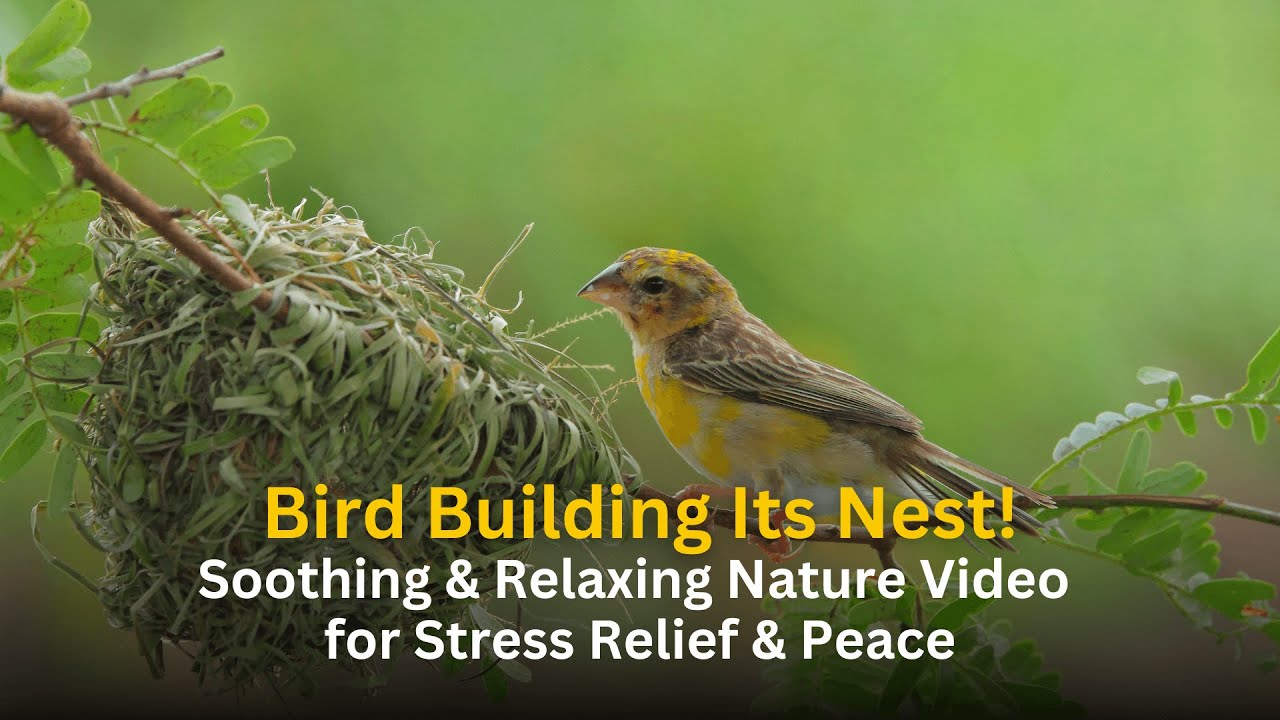 Bird Building Its Nest | Soothing & Relaxing Nature Video for Stress ...