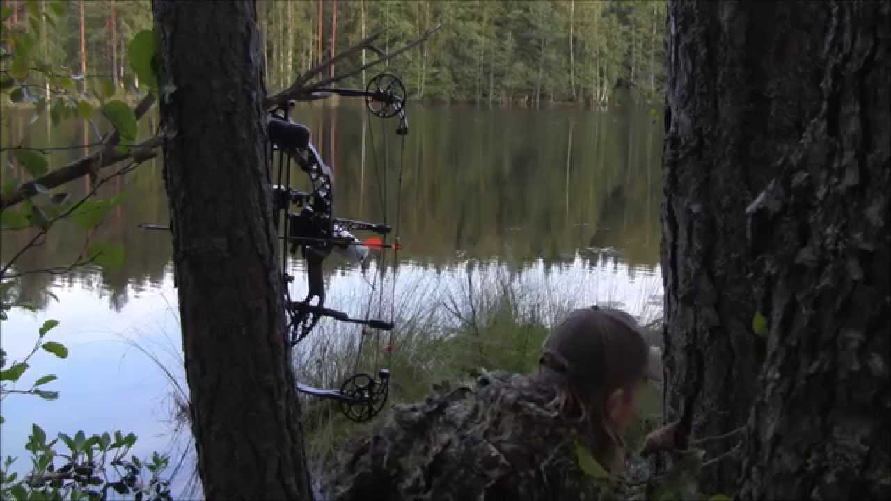 Beaver hunting with bow in Finland - YouTube