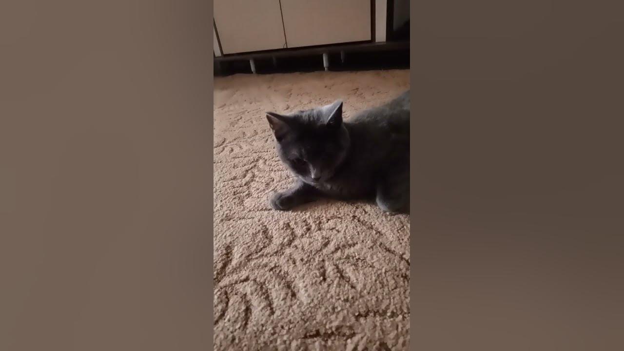 Хорошая кошка 🐱 - YouTube