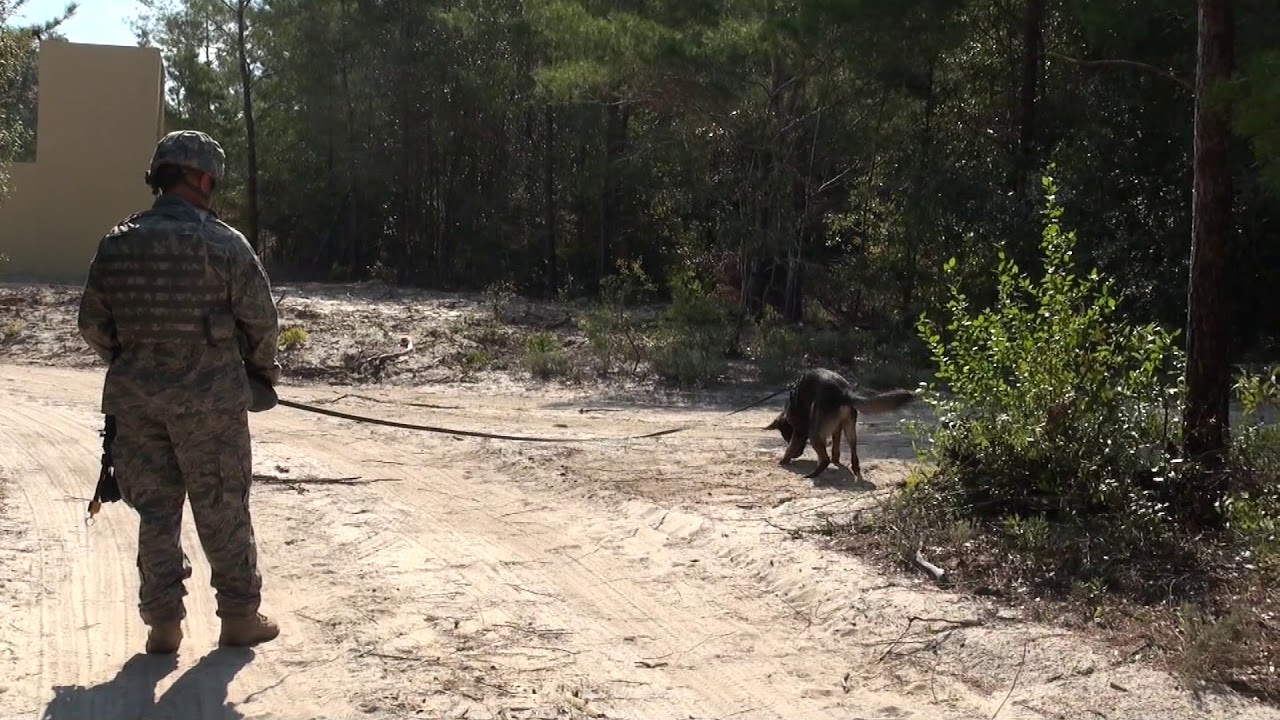 Military working dog sniffs out buried chemicals used to make bombs ...