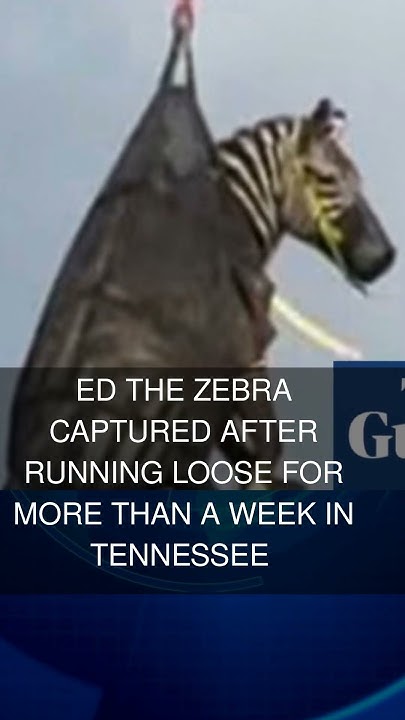 Ed the zebra captured after running loose for more than a week in Tennessee - YouTube