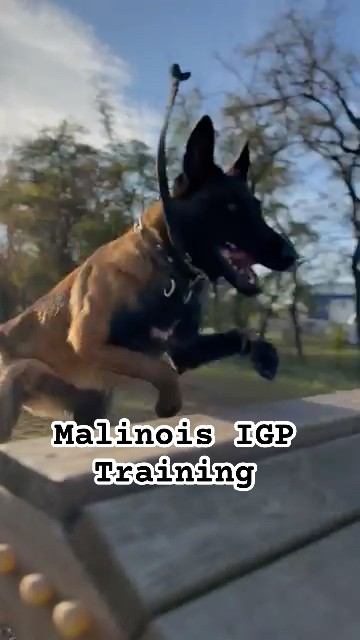 Malinois IGP Training - YouTube