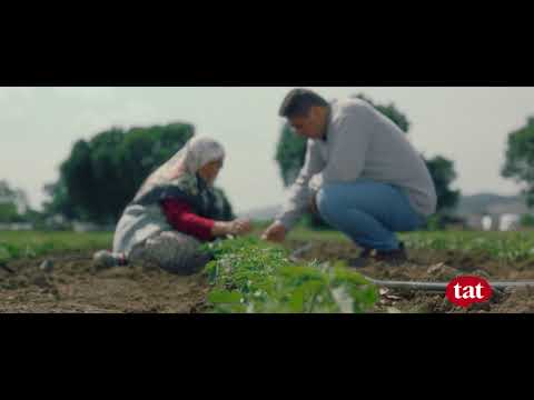 Aliye Yağcı - 50 Yıllık Domates Tutkusu
