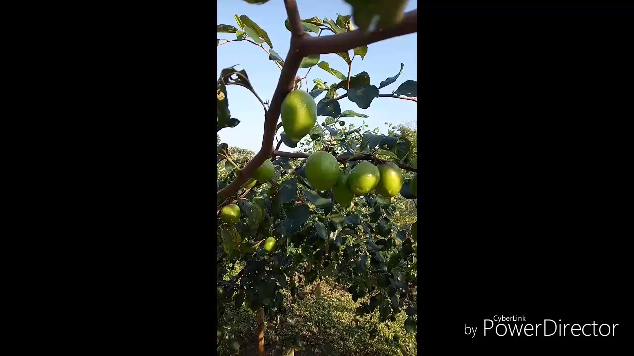 Apple bogori in assam - YouTube