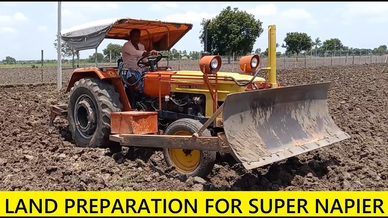 How to prepare Land to grow Super Napier / Super Napier green fodder in ...