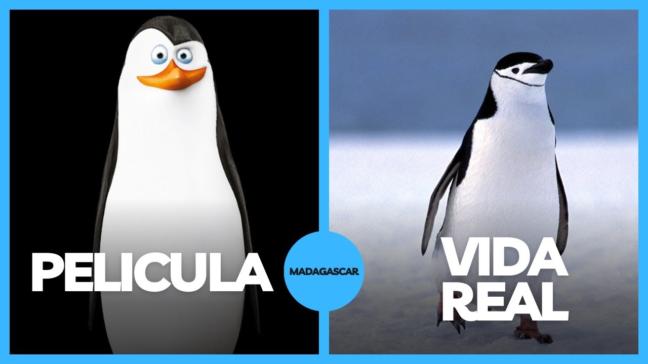 Asi se ven los personajes de Madagascar en la vida real ...