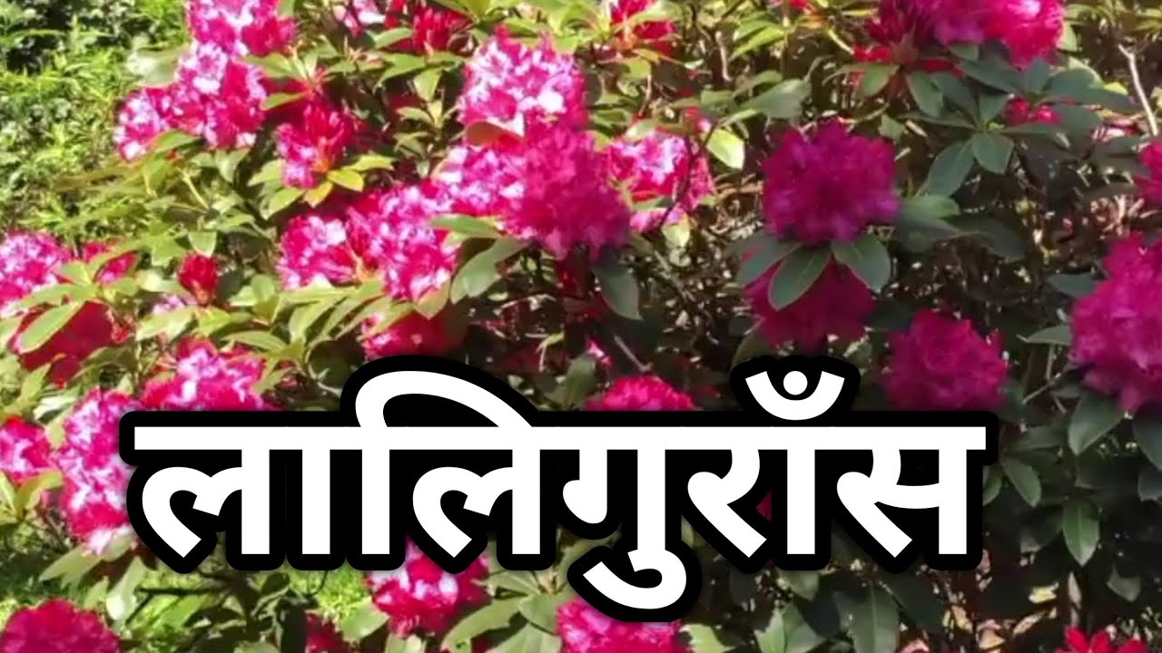 laliguras ko Ful || Laliguras || Guras || Lali Guras || Ghumne Maanchhe ...