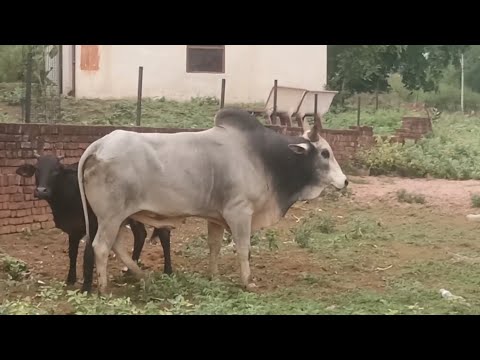 dangerous bull beautiful cow meeting #cowvideos