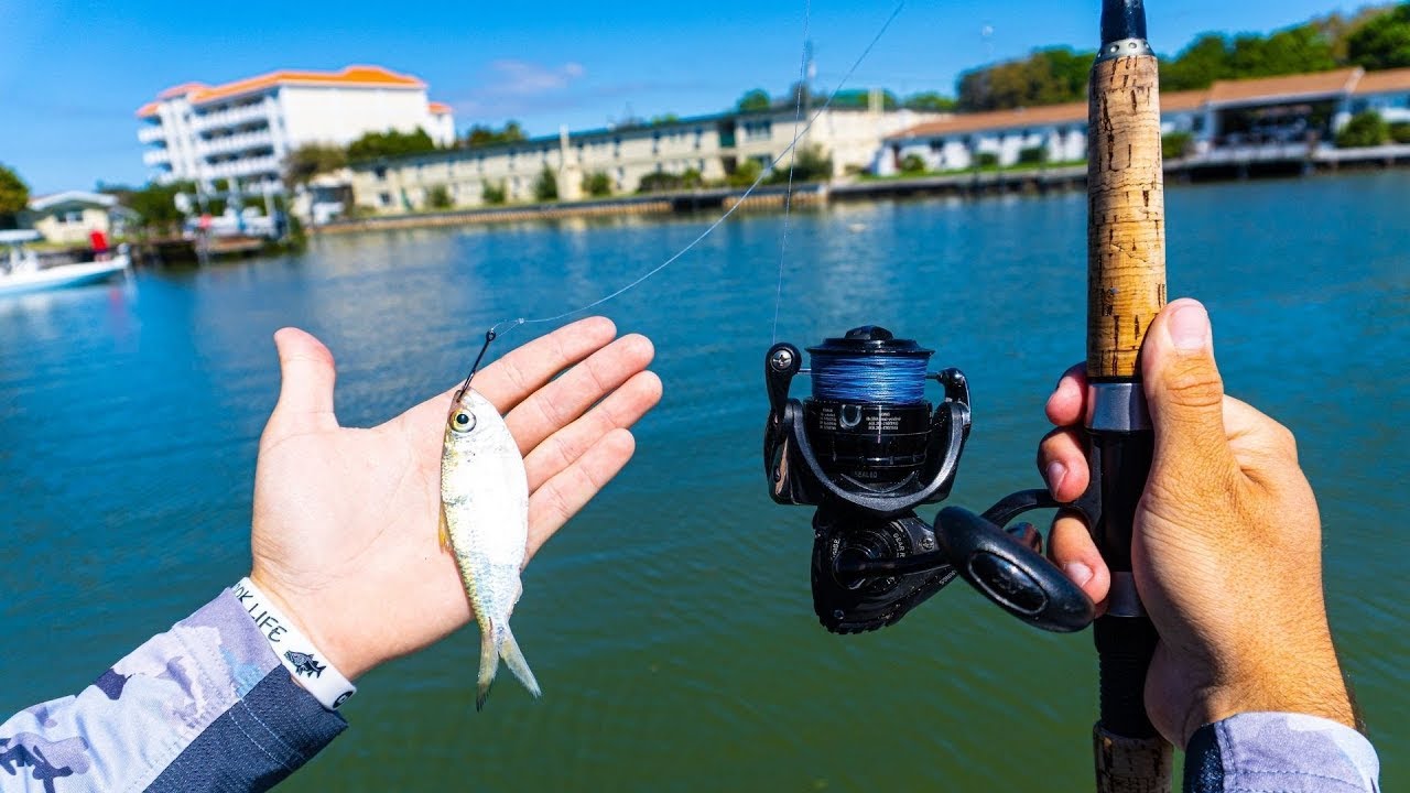 Fishing With HUGE Pilchards for Snook Near Tampa Bay - YouTube