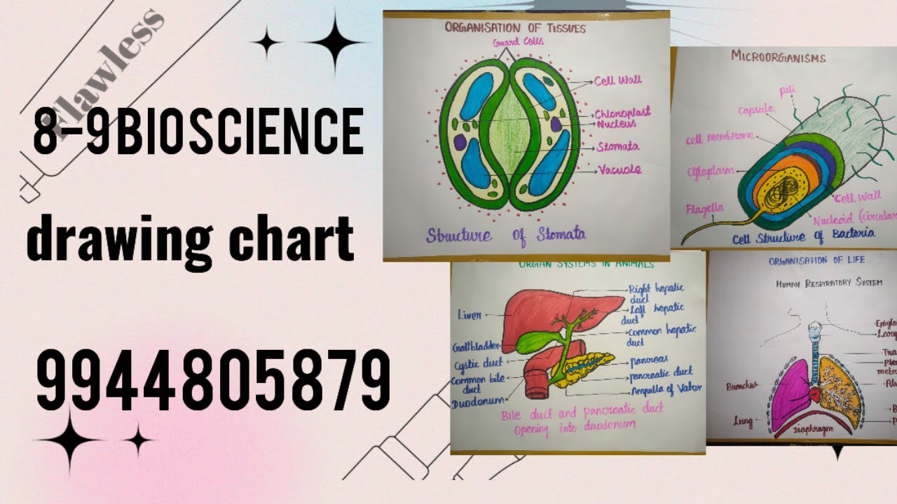 8-9th #Bioscience drawing charts.#B.ed model sales. - YouTube