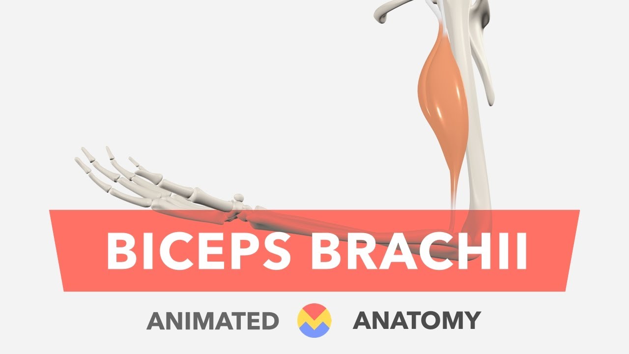 Biceps Brachii - Anatomy, Origin, Insertion, Actions, Innervation ...