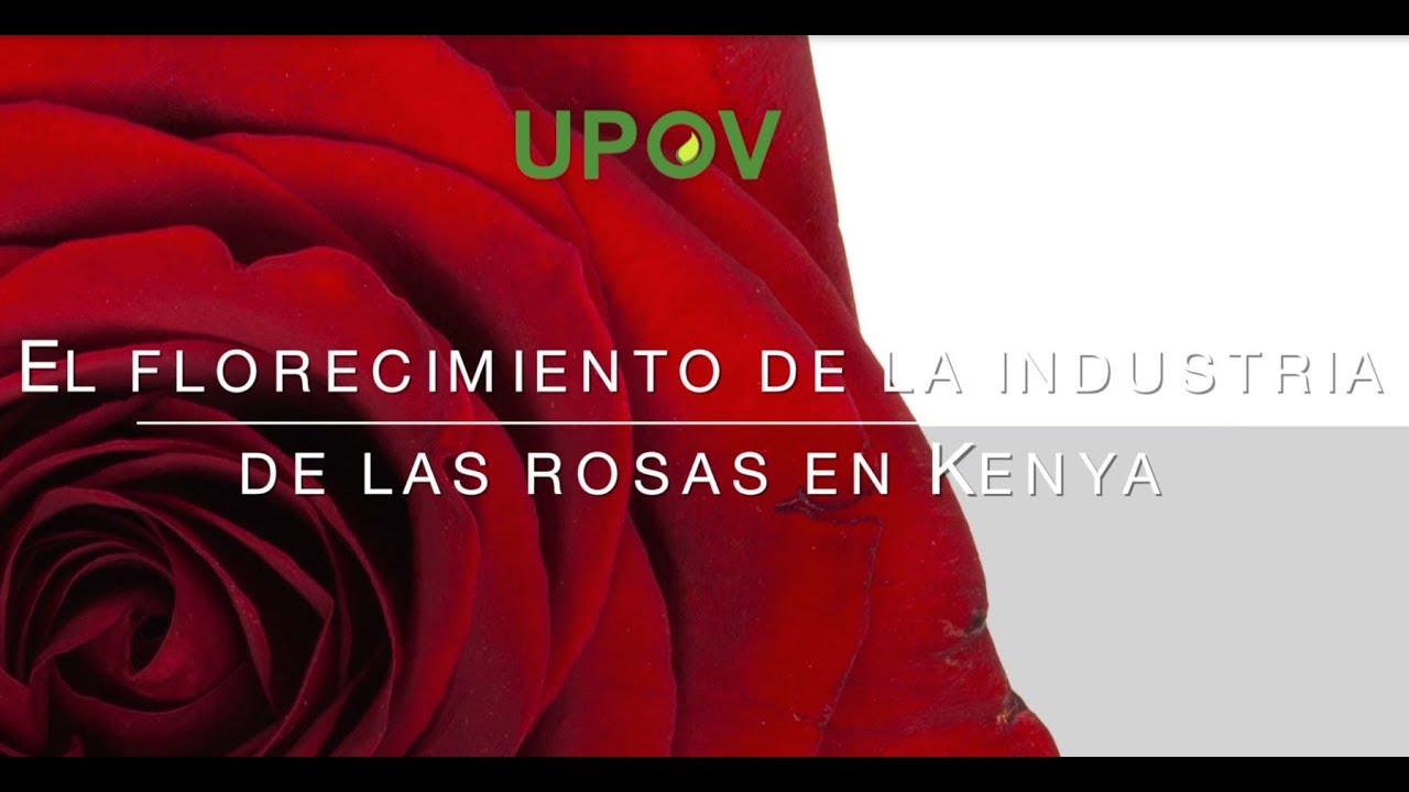 (Kenya) El florecimiento de la industria de las rosas en Kenya - YouTube