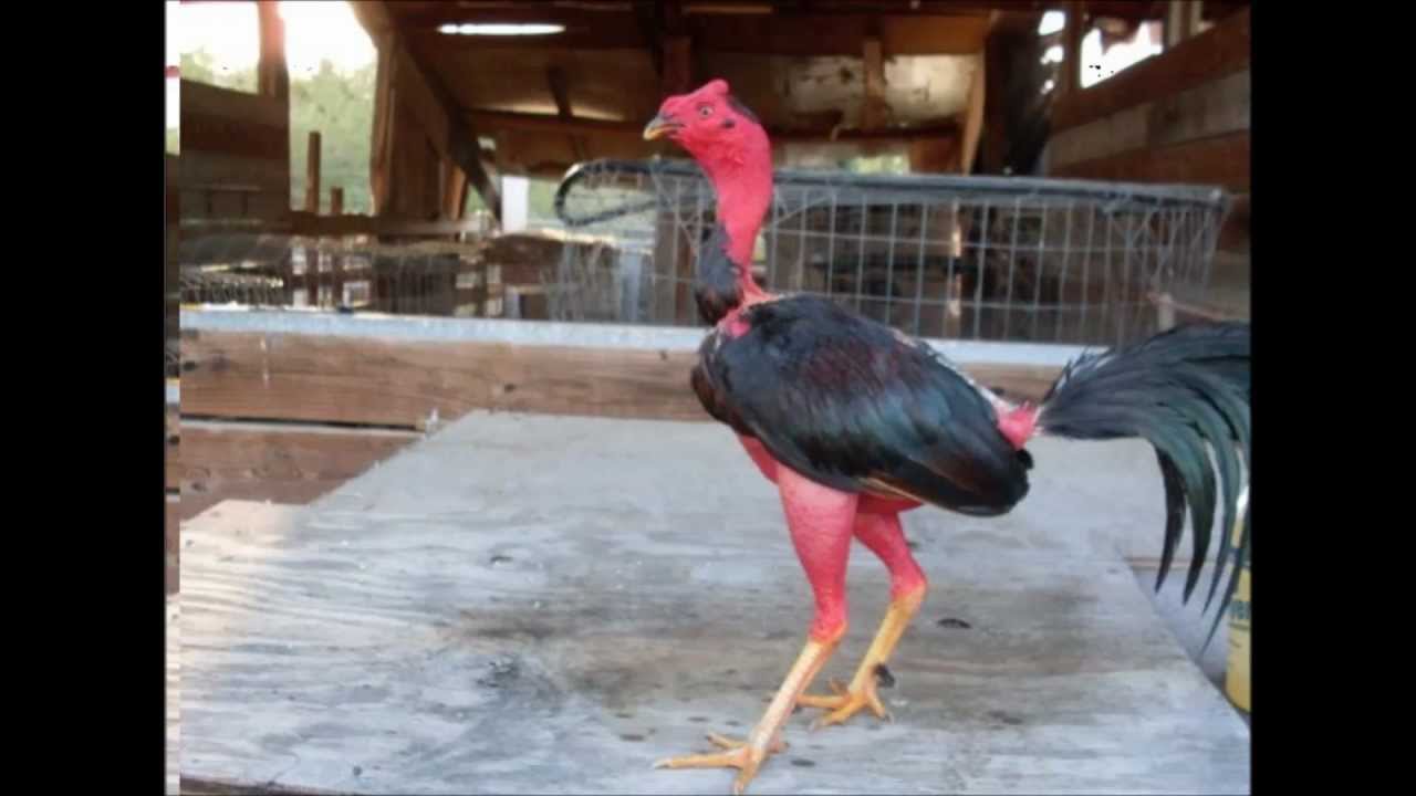 razas de gallos de pelea,gamefowl breeds - YouTube