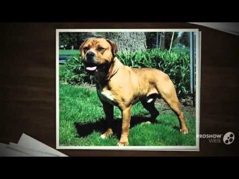 American Bull Molosser Dog breed - YouTube