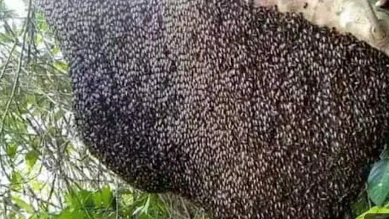 "This Beehive Is So Aggressive Everyone Was Shocked – Wild Bee Harvest ...
