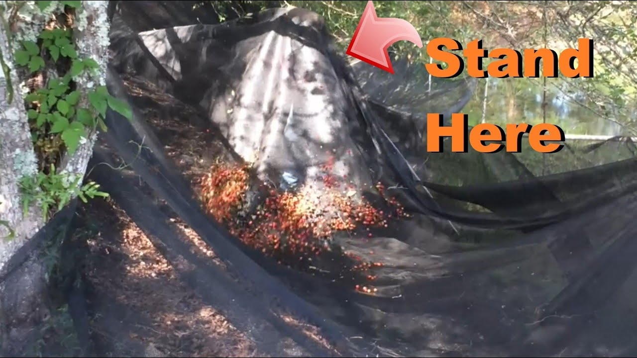 How to Harvest Mayhaws | The Easiest Way - YouTube