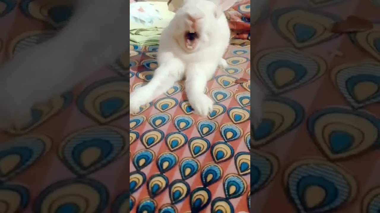 Bunny yawning || cute bunny yawning #rabbitfun2k #adoptdontshop - YouTube