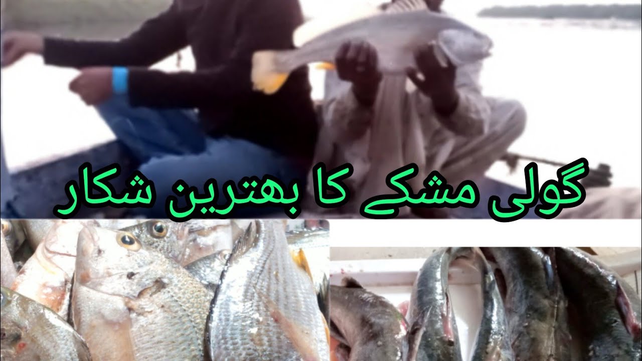 fishing of suwa at harjina| 20.3.23 rizwanzafar with khursheed bahi ...
