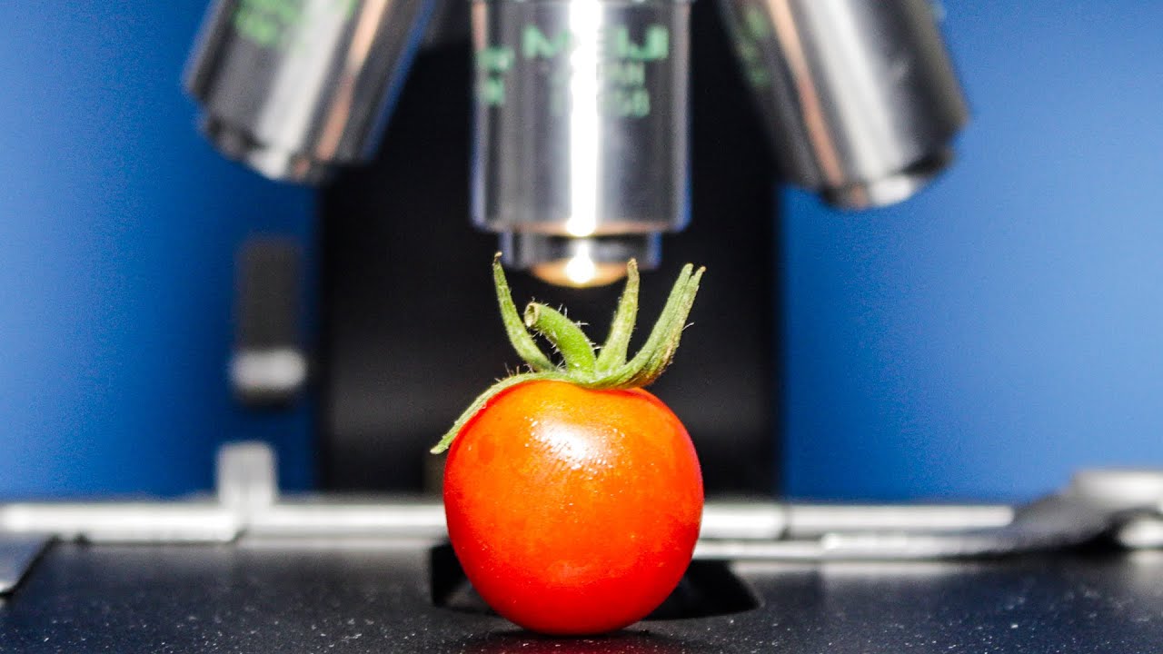 Tomato Under Microscope - YouTube