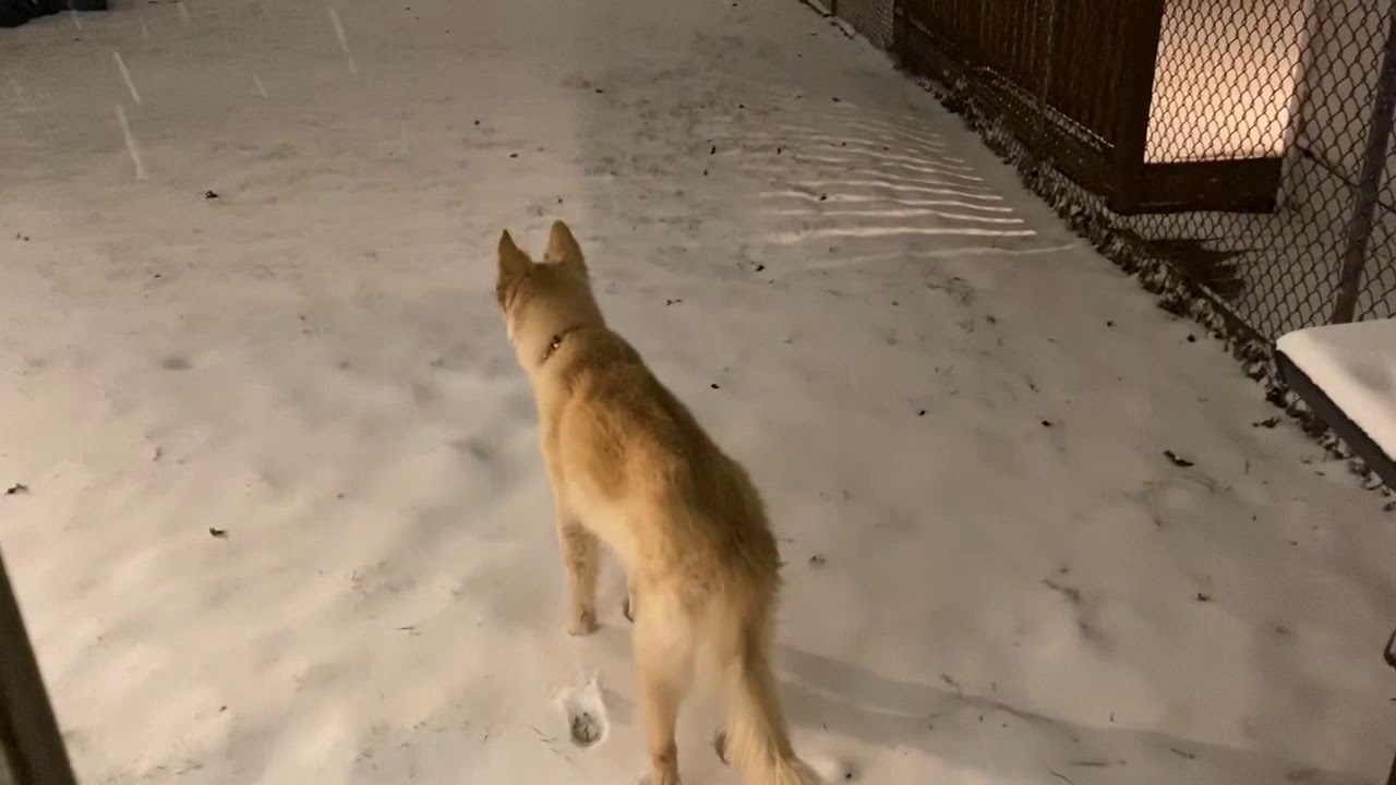 DOG (callie)PEEING IN THE SNOW - YouTube