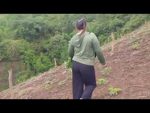 mus xyuas nplej pem qub zog - YouTube