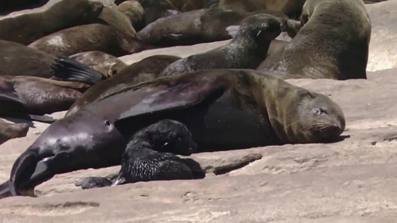 Predator Documentary - YouTube